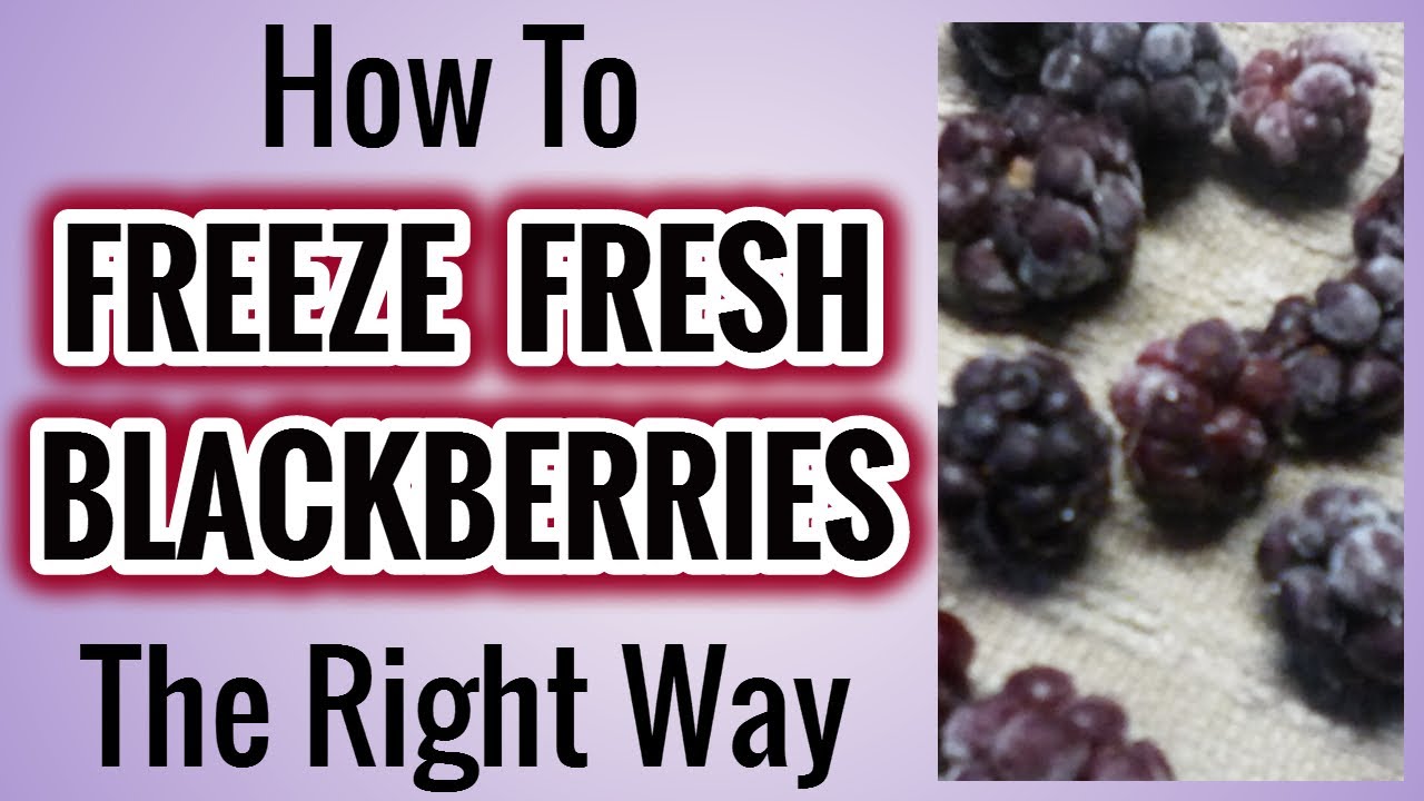 How To Freeze Fresh Blackberries . . . The Right Way : 6 STEPS - YouTube
