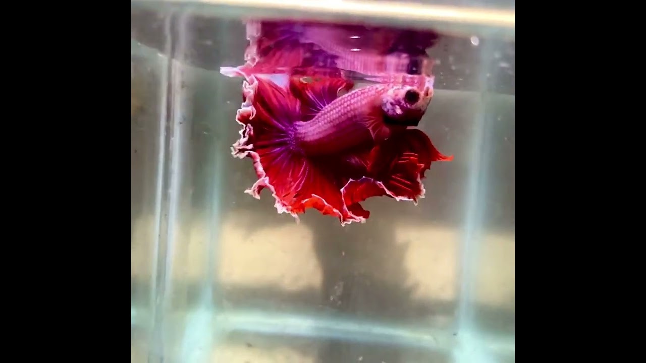 Red rose tail Betta - YouTube
