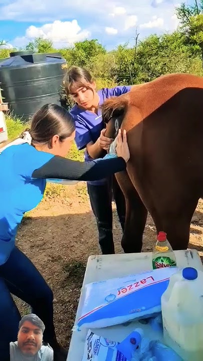 animal lover horse lover #shortvideo #trending #viralvideo #shorts # ...