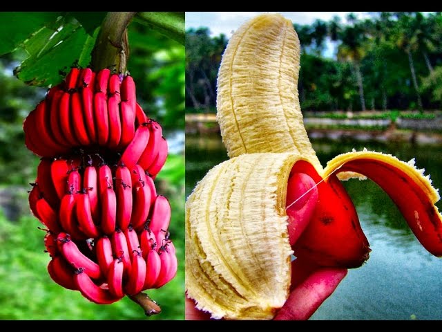 Worlds Craziest Fruit 15 Unusual Fruits To Try From Around The World