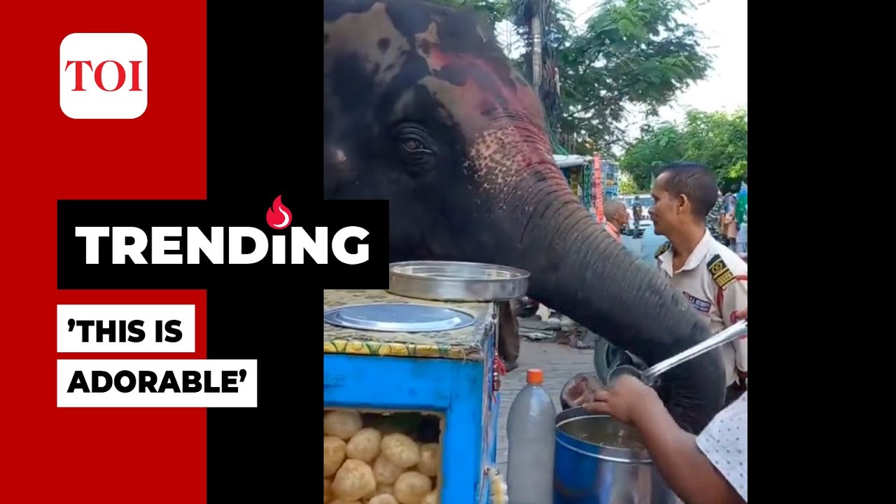 Elephant enjoys ‘Panipuri' at a roadside stall in Assam - YouTube
