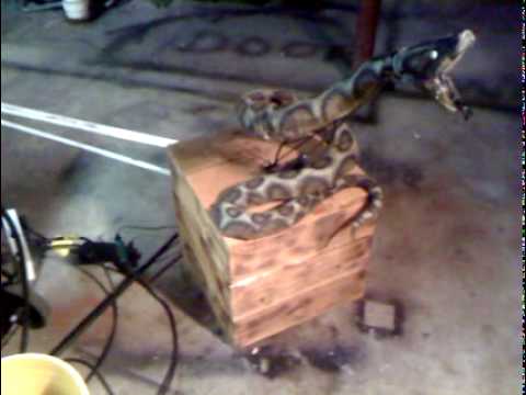 halloween prop snake - YouTube