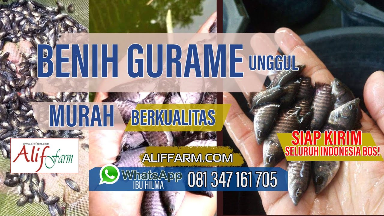 Jual Benih Ikan Gurame Murah, Jual Benih Gurami Unggul Soang, Jepun dan ...