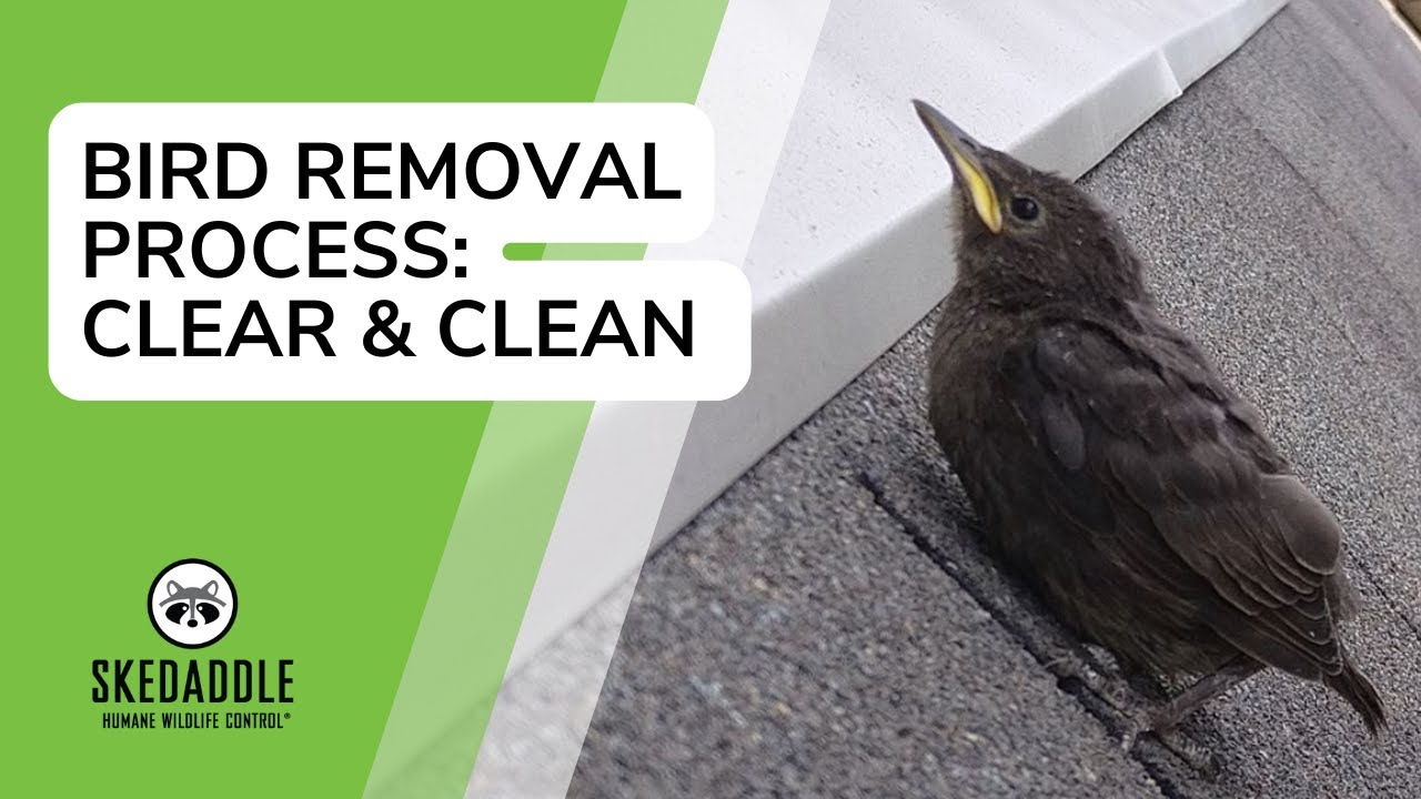 Skedaddle Bird Removal Process: Clear And Clean - YouTube