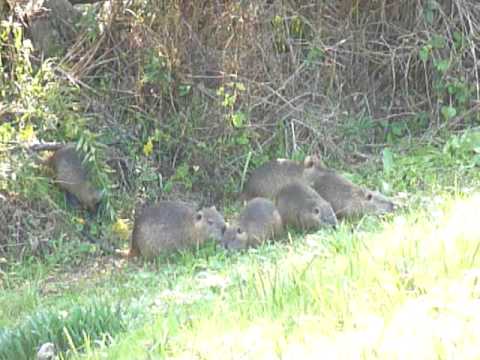 ヌートリア Myocastor coypus Nutria in JAPAN - YouTube