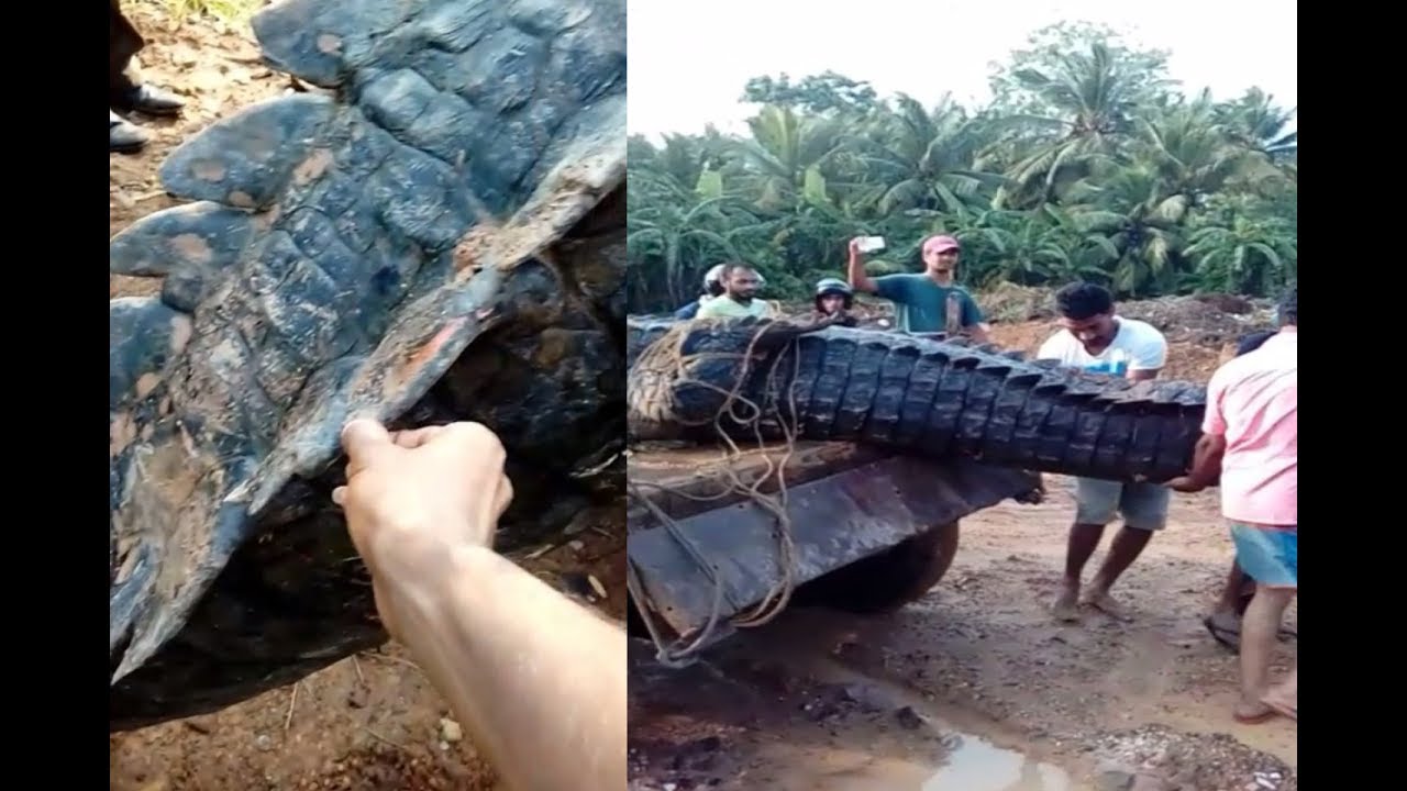 SHOCKING 20 foot monster CROCODILE Caught and Released - YouTube