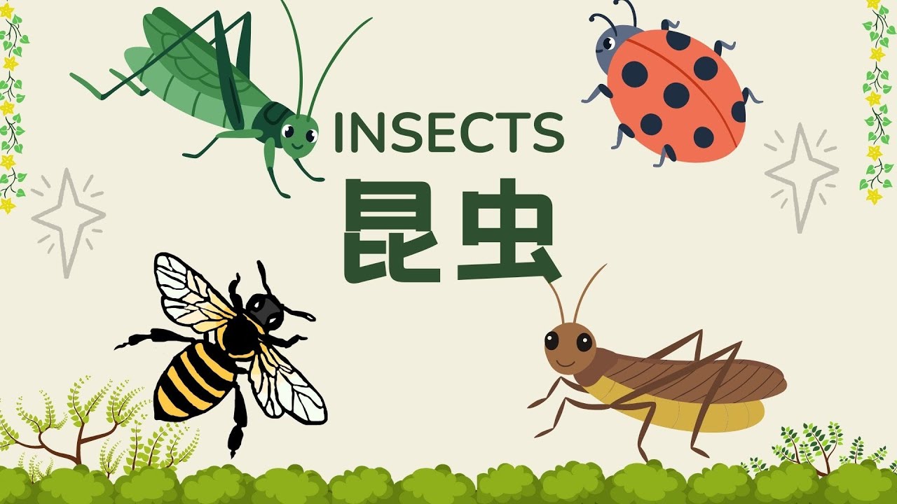 【昆虫Insects】瓢虫ladybug🐞 蜜蜂bee🐝 蝴蝶🦋 屎壳郎dung beetle |Discover the world of ...