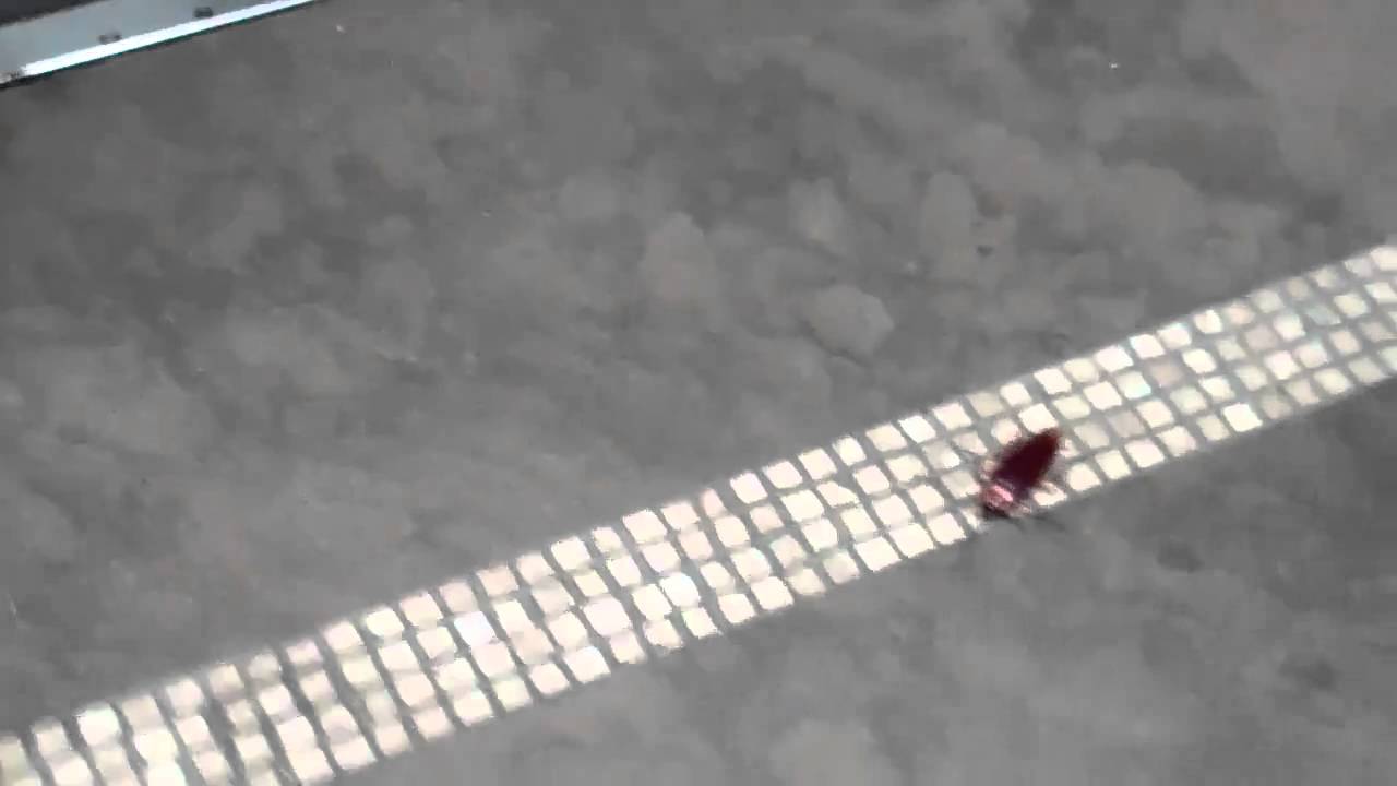 BIG Bug in elevator! - YouTube