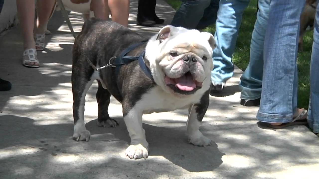 Tillman the Skateboarding Bulldog with a Bunch of Bullies - YouTube