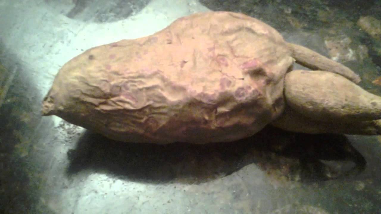 Funny yam man - YouTube