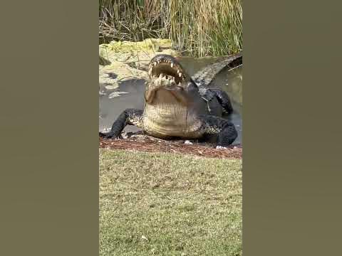 Alligator Gets Right To The Point #natureismetal #keepnaturemetal - YouTube