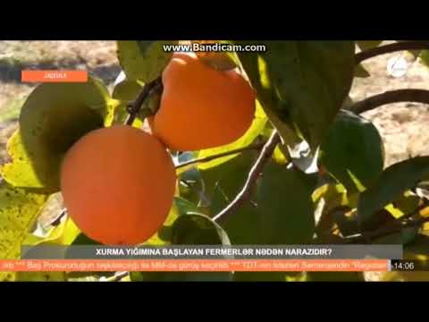 ZAQATALADA XURMA YIĞIMI