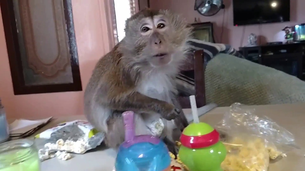 Hats Off To 20 year old. Angel Bullock Java Macaque - YouTube