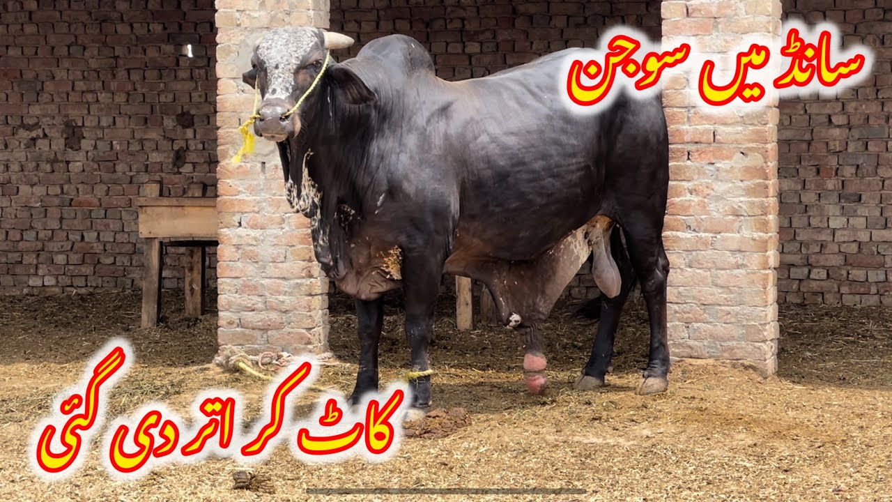 Prepucial prolapse in bull | Dr Mohsin - YouTube