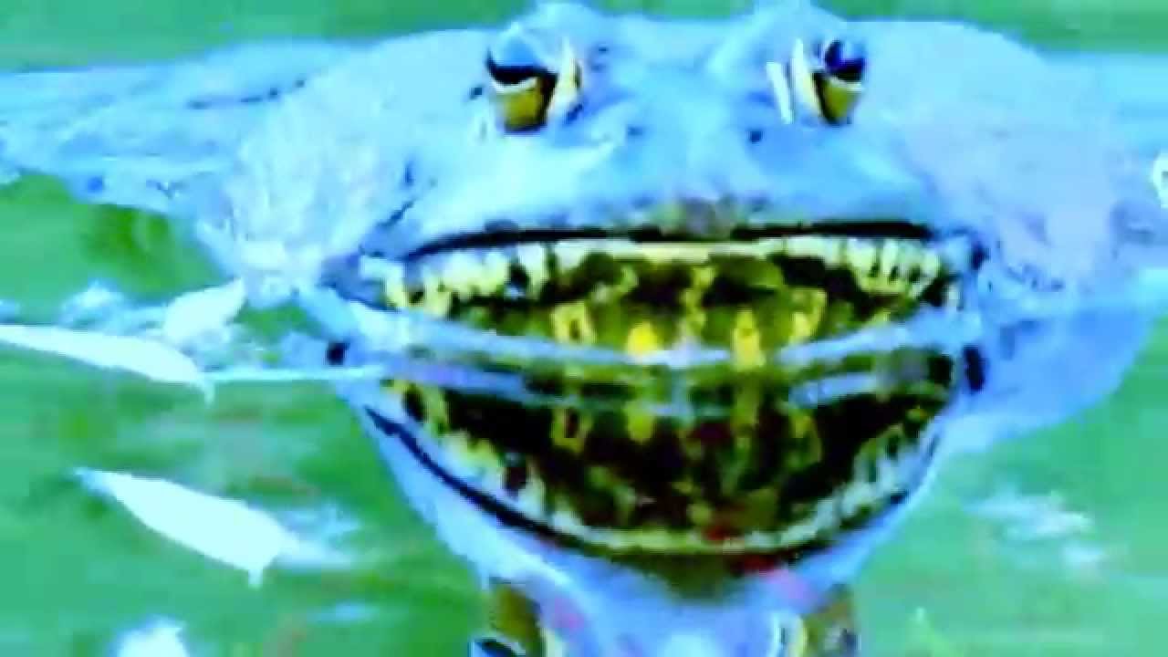 Bull frog Sapo Toro - YouTube