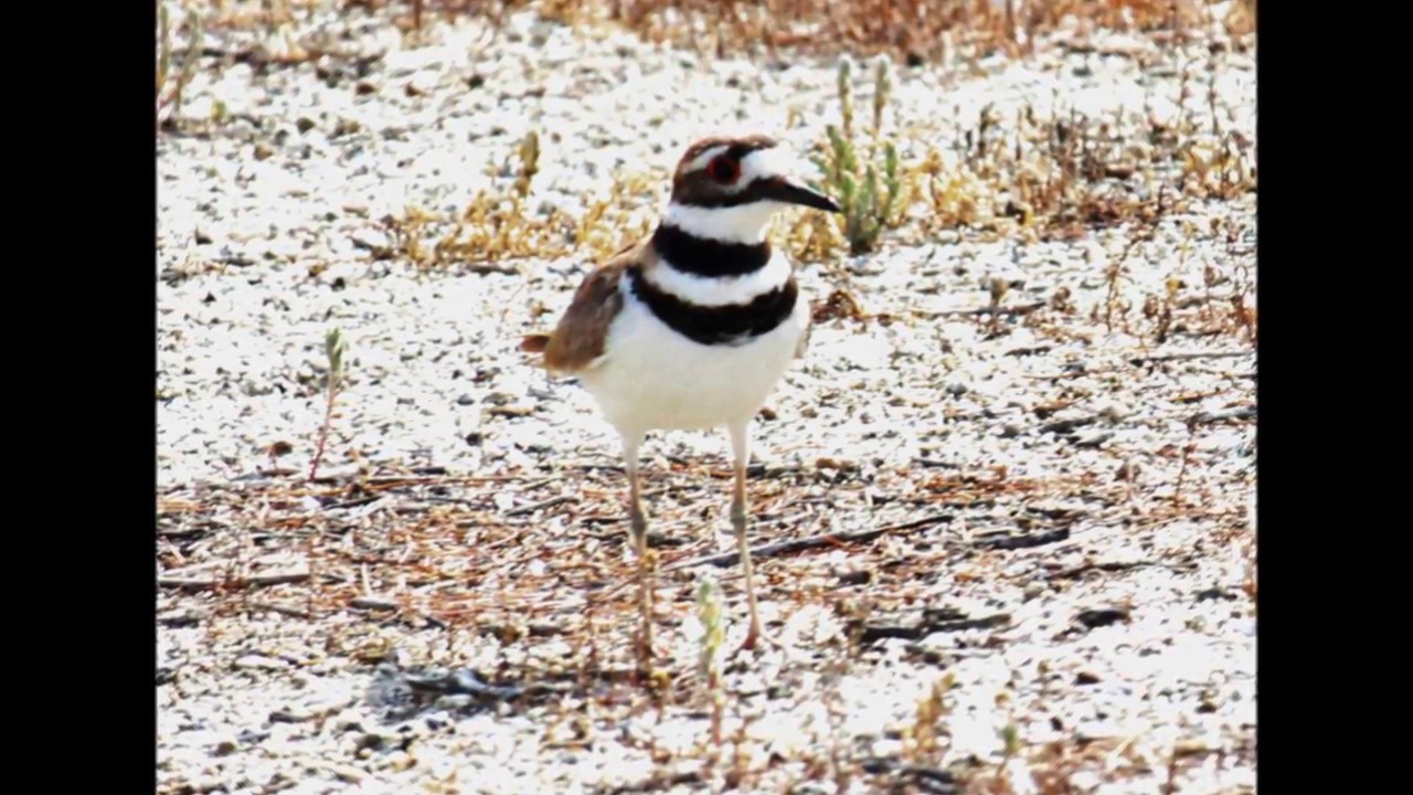 Birds from the San Jacinto Wildlife Reserve and Hemet Lake - YouTube