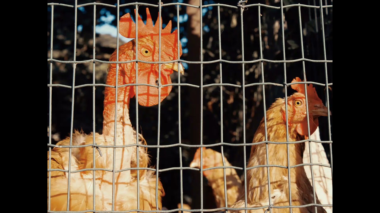 ALECTOROFOBIA - YouTube