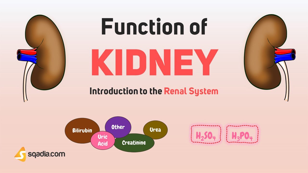 Introduction to the Renal System | Physiology of Kidney | Function of ...