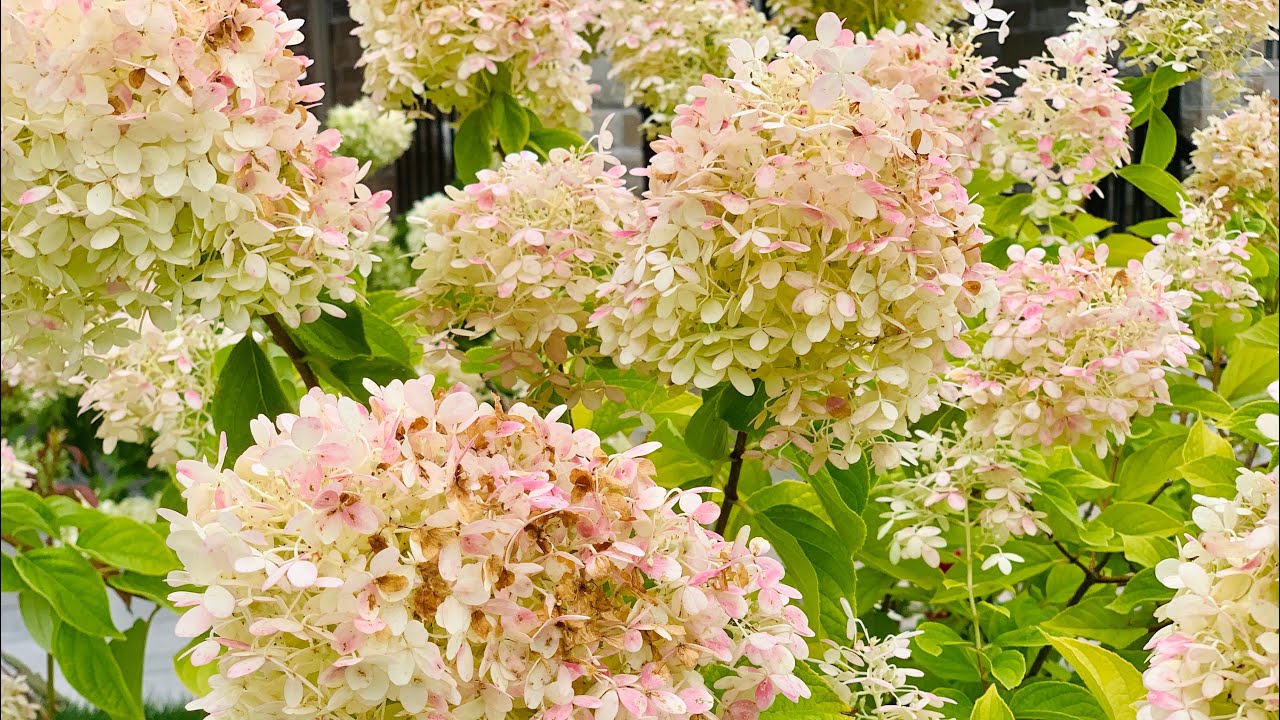 Limelight Hydrangea Standards (Full Sun) - Sept 8, 2020 - YouTube