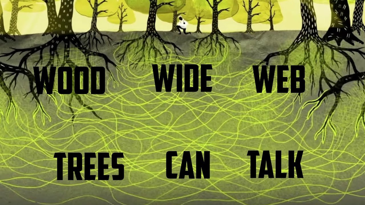Wood wide web - YouTube