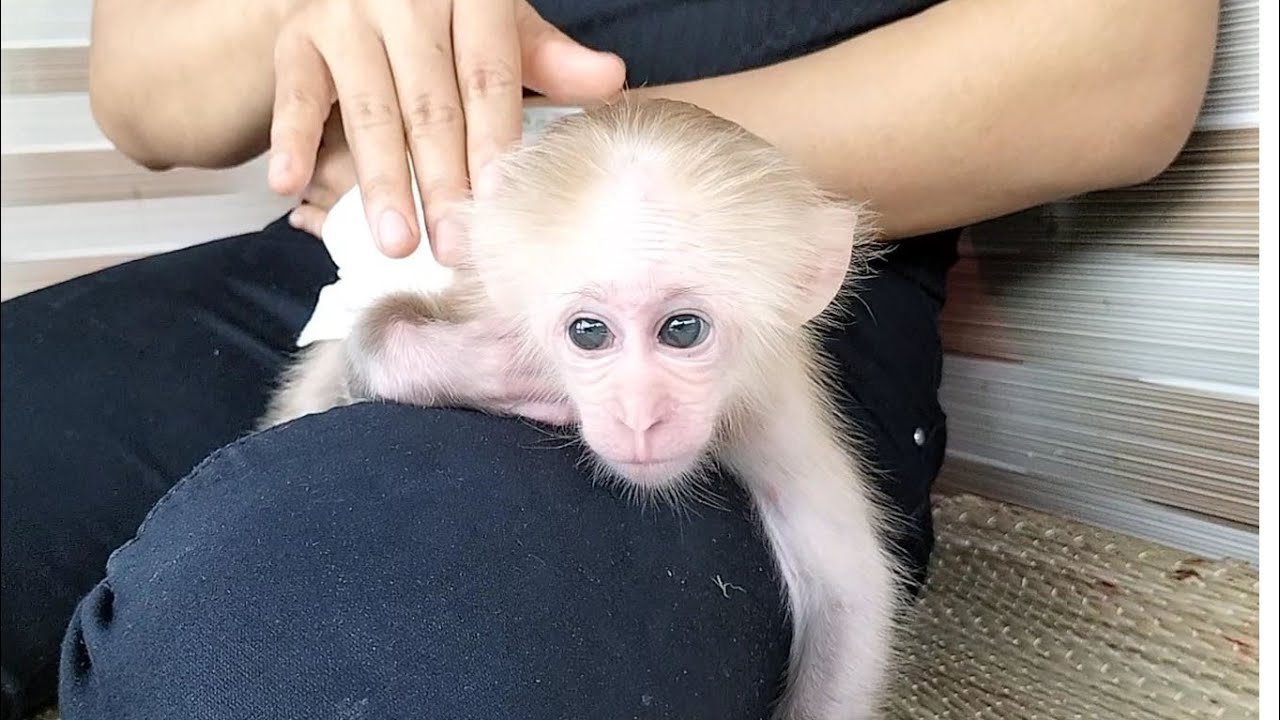 Mom teaches baby monkey cutis how to be patient - YouTube