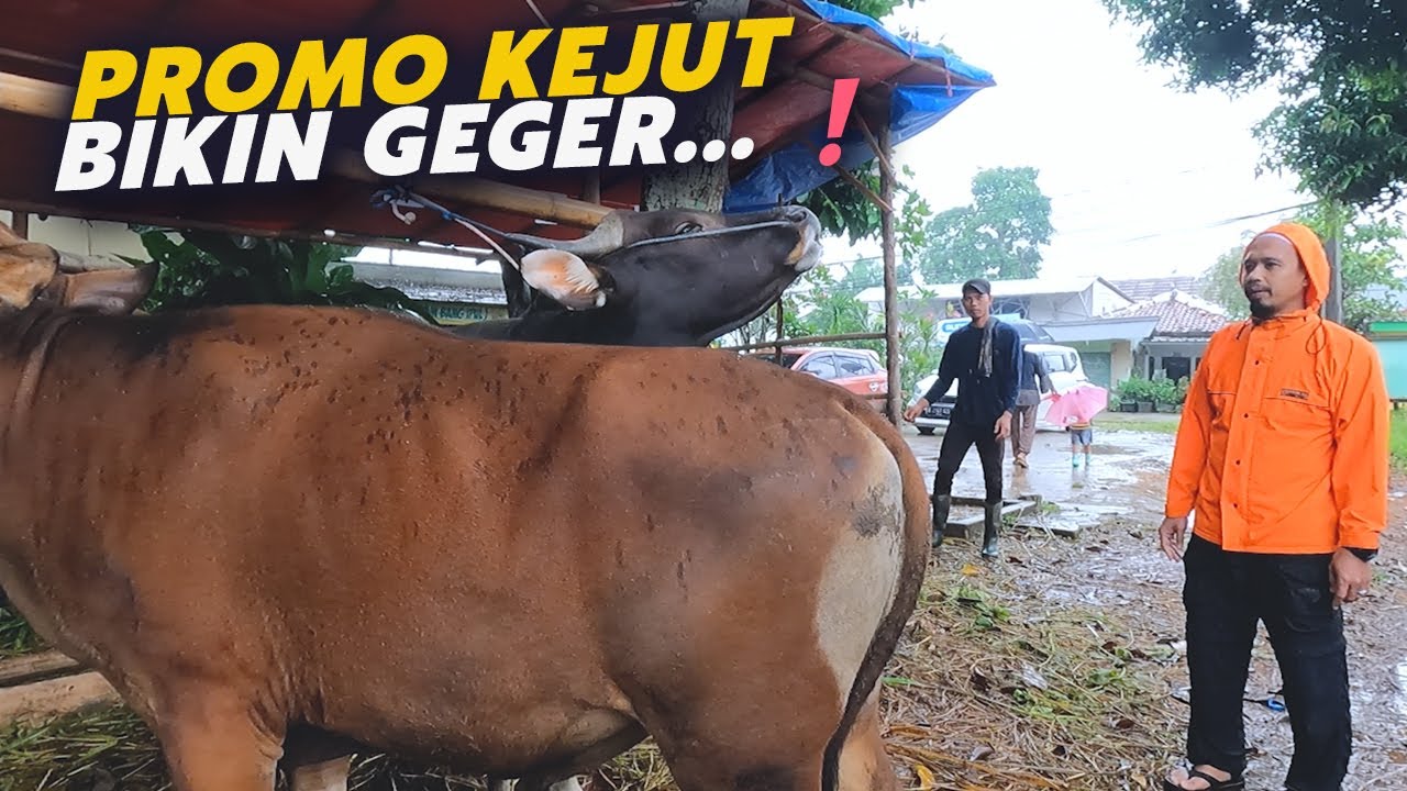 Dibelain Hujan Hujanan🔥 Sapi Promo 62 Ribu Per Kg Jadi Rebutan Ssapi Qurban Termurah Di Depok ...