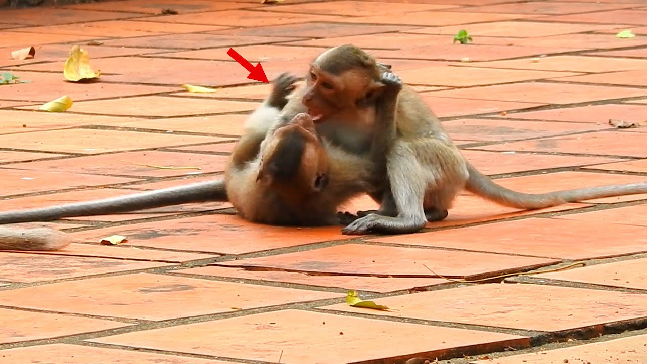 Funny monkey, p🤣oor teen monkey running after e😂ach other looks like a ...
