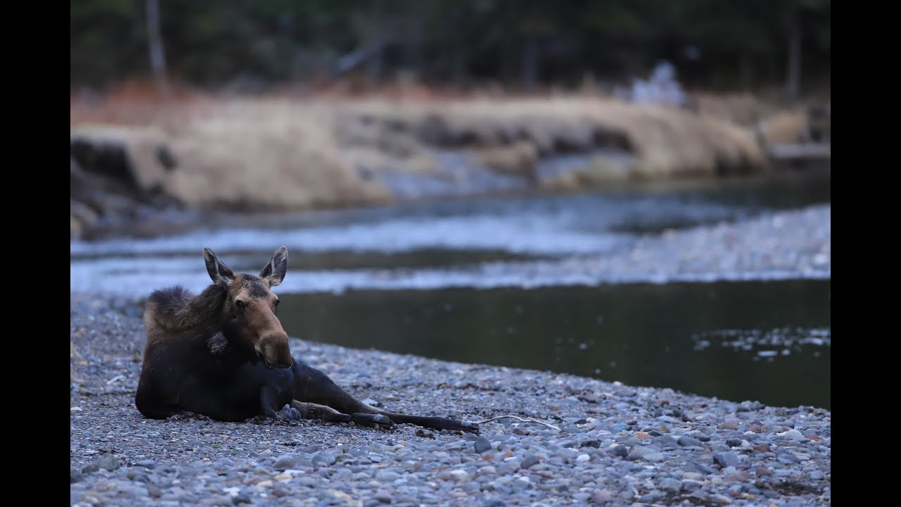 Injured Moose in Yellowstone National Park - YouTube