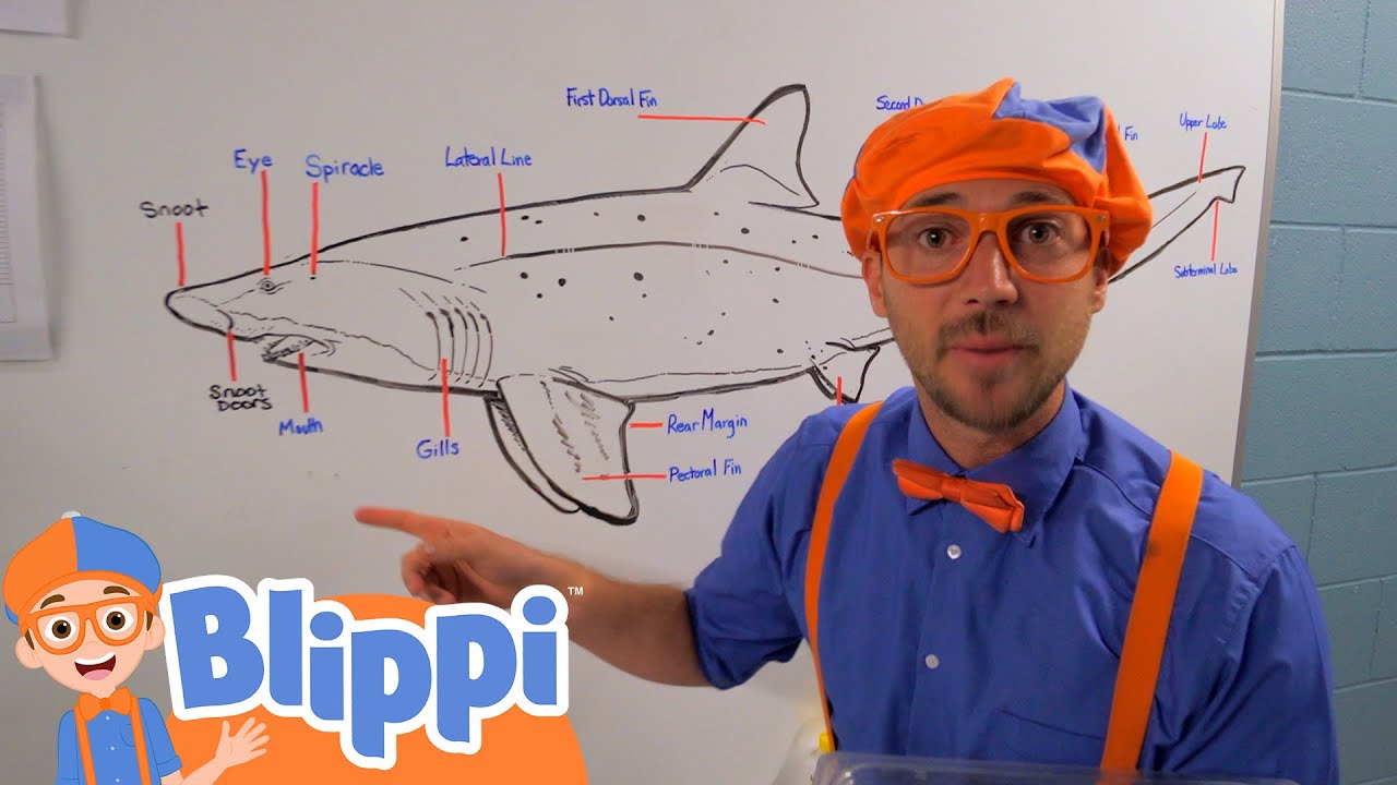 Blippi Learns About Sea Life!! | Blippi Visits an Aquarium ...
