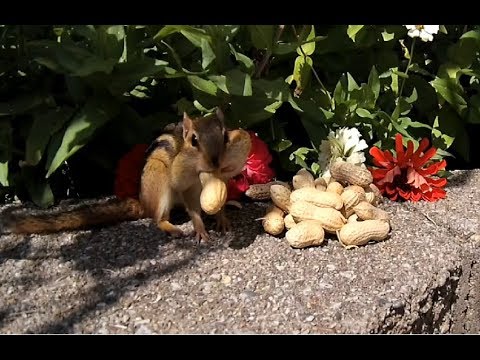 Chipmunks Stuffing Their Cheeks - YouTube