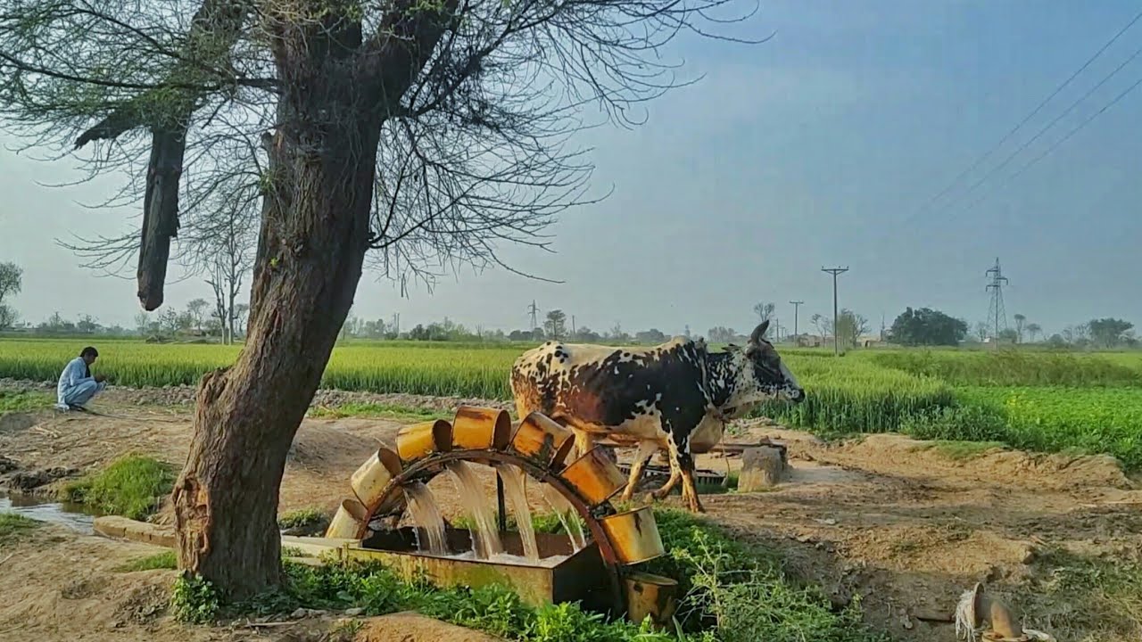 Rahat Water Wheel Irrigation System | Traditional Method of Water Irrigation - YouTube