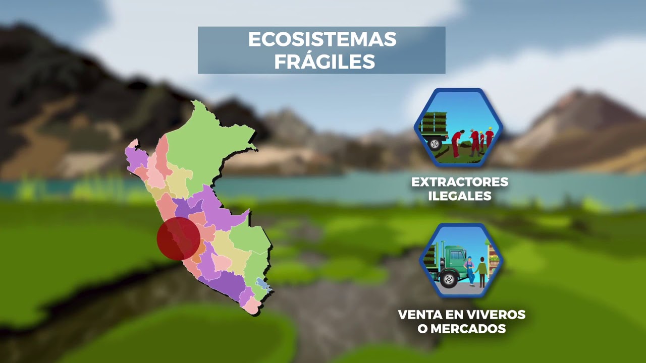 Bofedales, los humedales altoandinos - YouTube