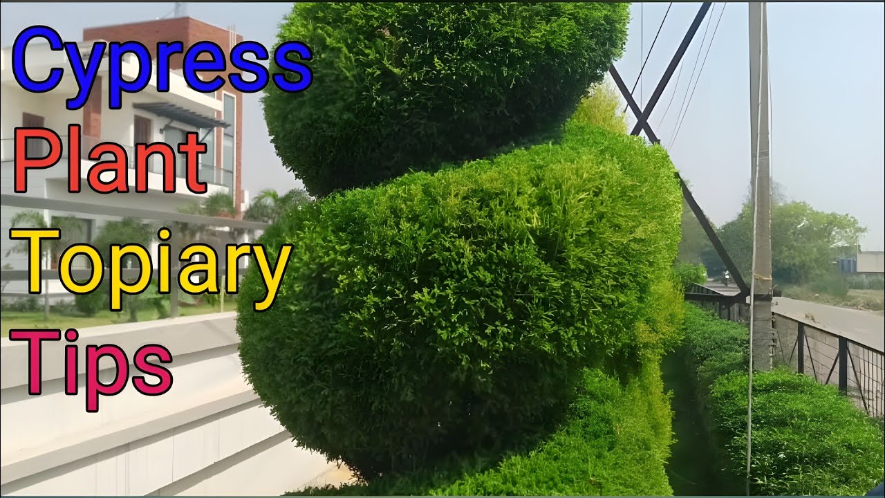 Golden Cypress Plant Care | How To Grow Golden Cypress/Lemon Cypress ...