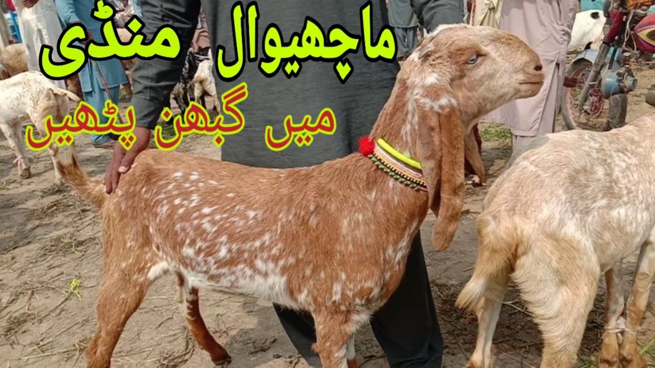 machi wall Mandi me gabban bakriyon ke rates/luddan Mandi Pakistan 2020 ...