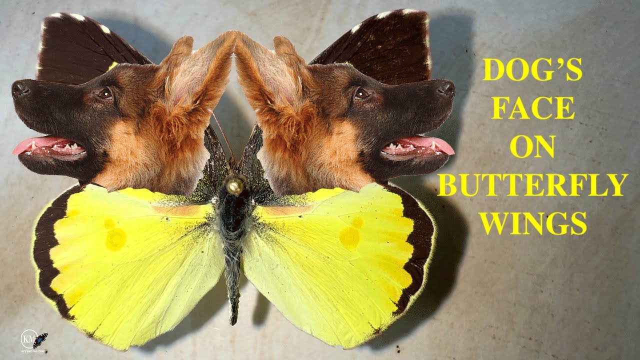 A DOGS FACE ON A BUTTERFLY WING??? - YouTube