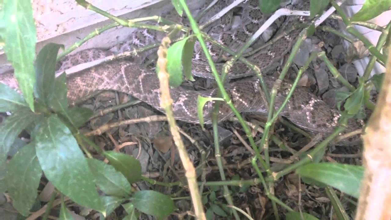 Rattlesnake Mating on a Porch in Peoria, Arizona - YouTube