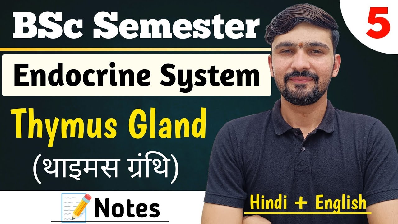 Thymus Gland (थाइमस ग्रंथि) | Endocrine Gland | BSc Semester || By ...