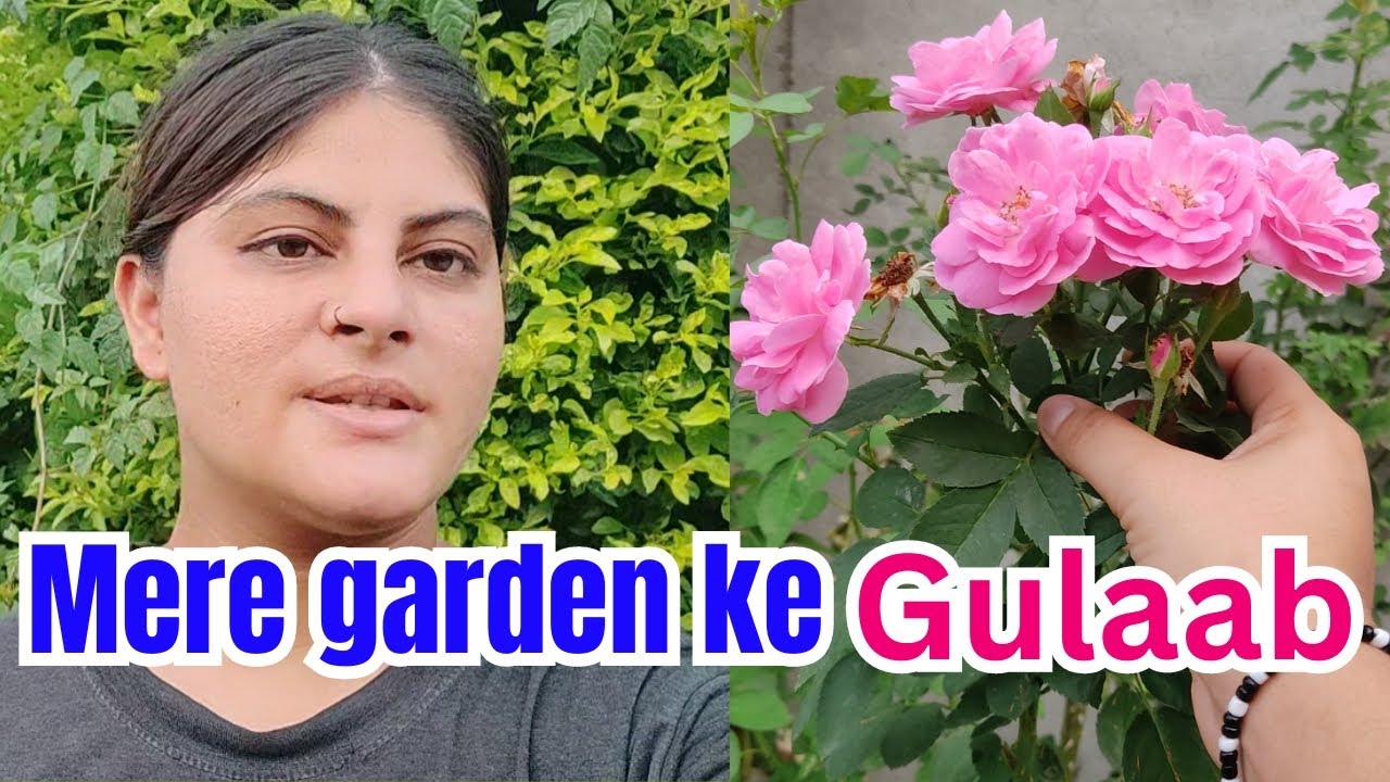 meri garden ki pyare pyare gulab ke phool 🌹🌷🌷🌷🌷 - YouTube
