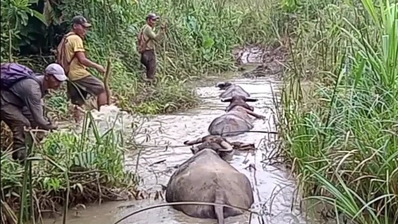 Kayud kalabaw ang buhay ng tao kung nasa bukid ka | Israel sebuala ...