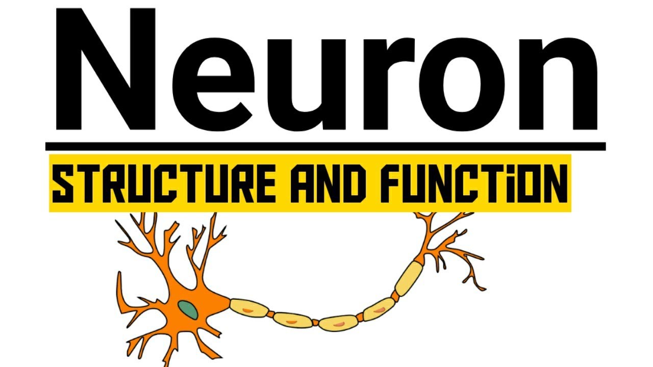 Neuron | unit of nervous system | CBSE class 10 | in hindi - YouTube