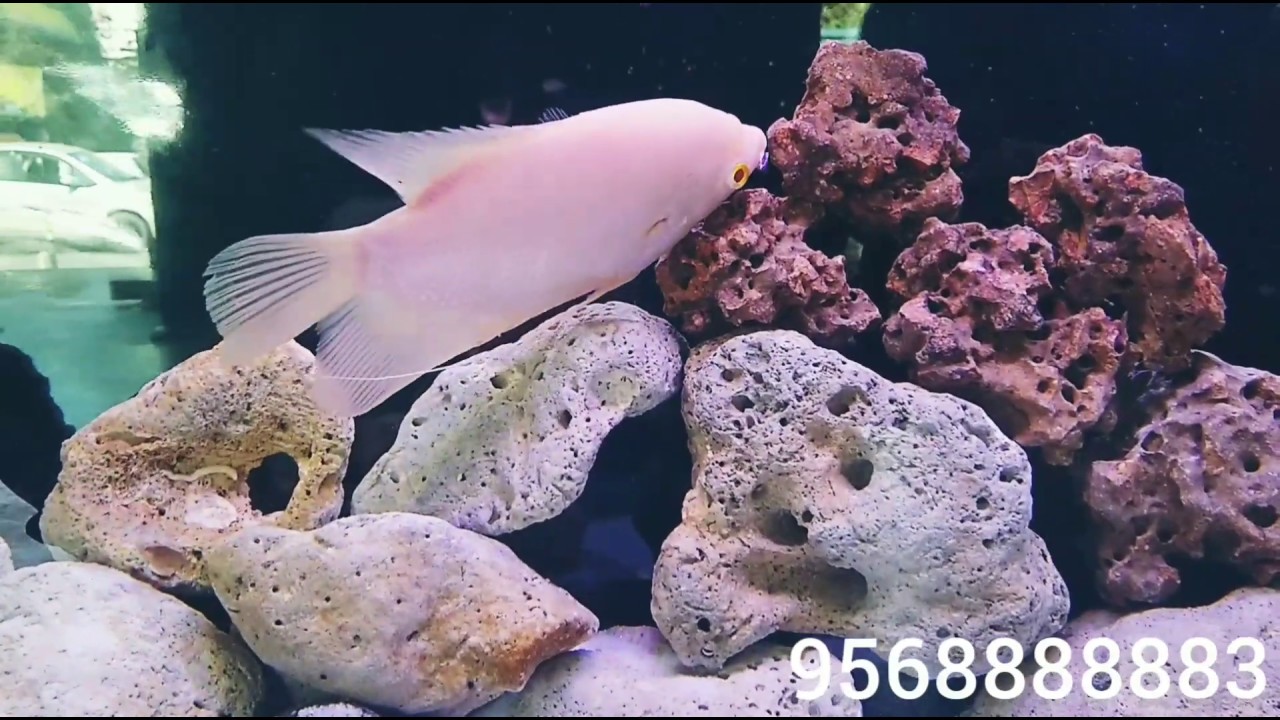 Cheap Aquarium Fish Starting At Just ₹ 25 | Pearl Aquarium & Pets Store ...