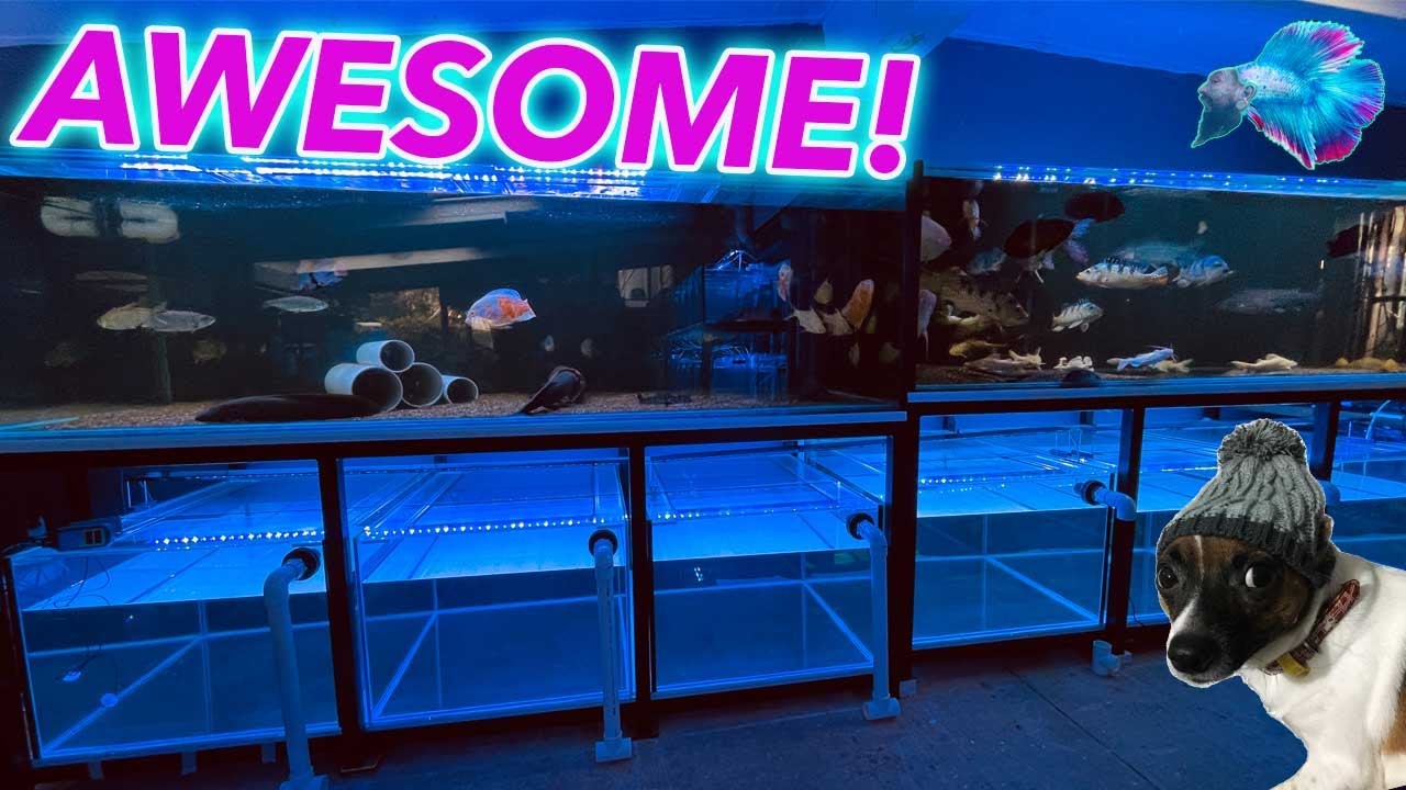 FISH ROOM BUILD ~ Update! - YouTube
