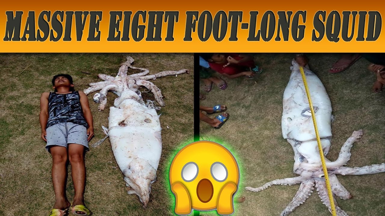 **AMAZING FOOTAGE** Massive EIGHT FOOT-long squid that could feed a ...