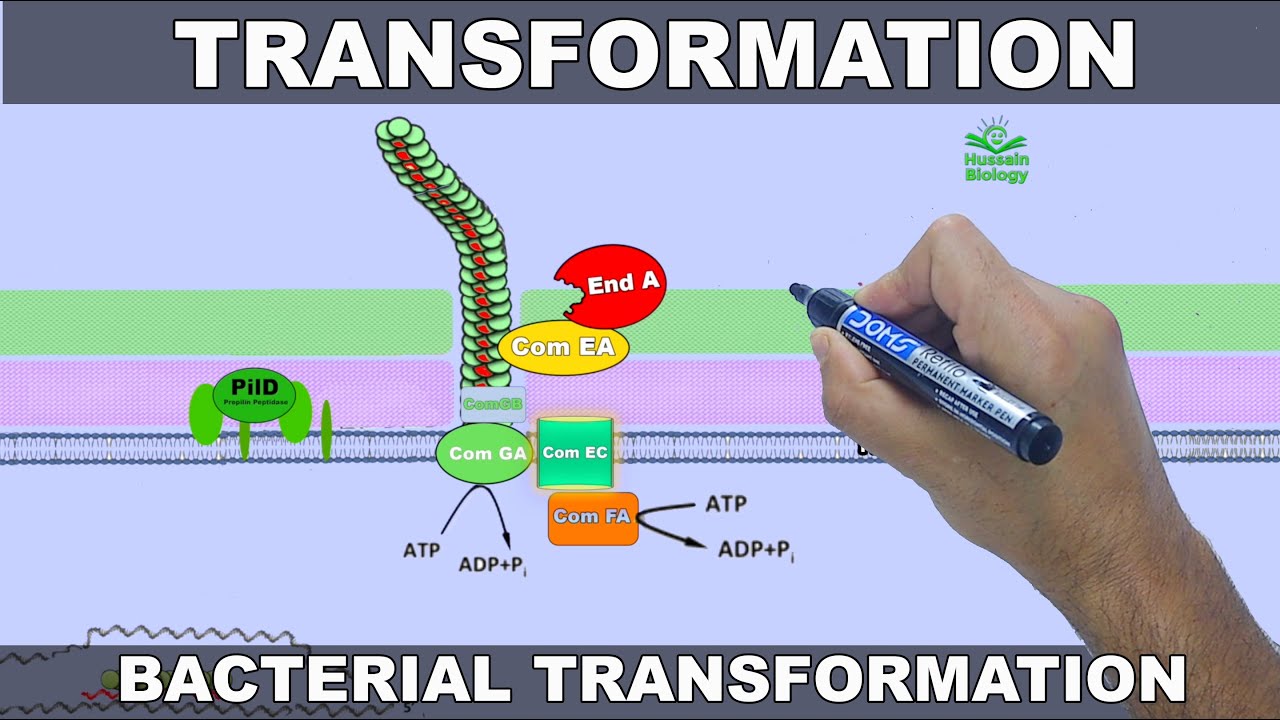 Bacterial Transformation Mechanism | Step-by-Step Animation - YouTube