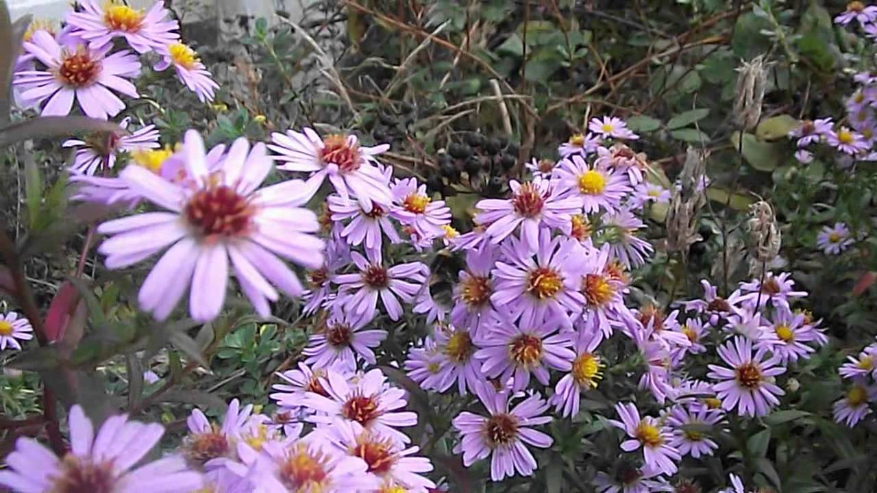 Common Green Shield Bug ( Paloma prasina ) and other Insects - YouTube