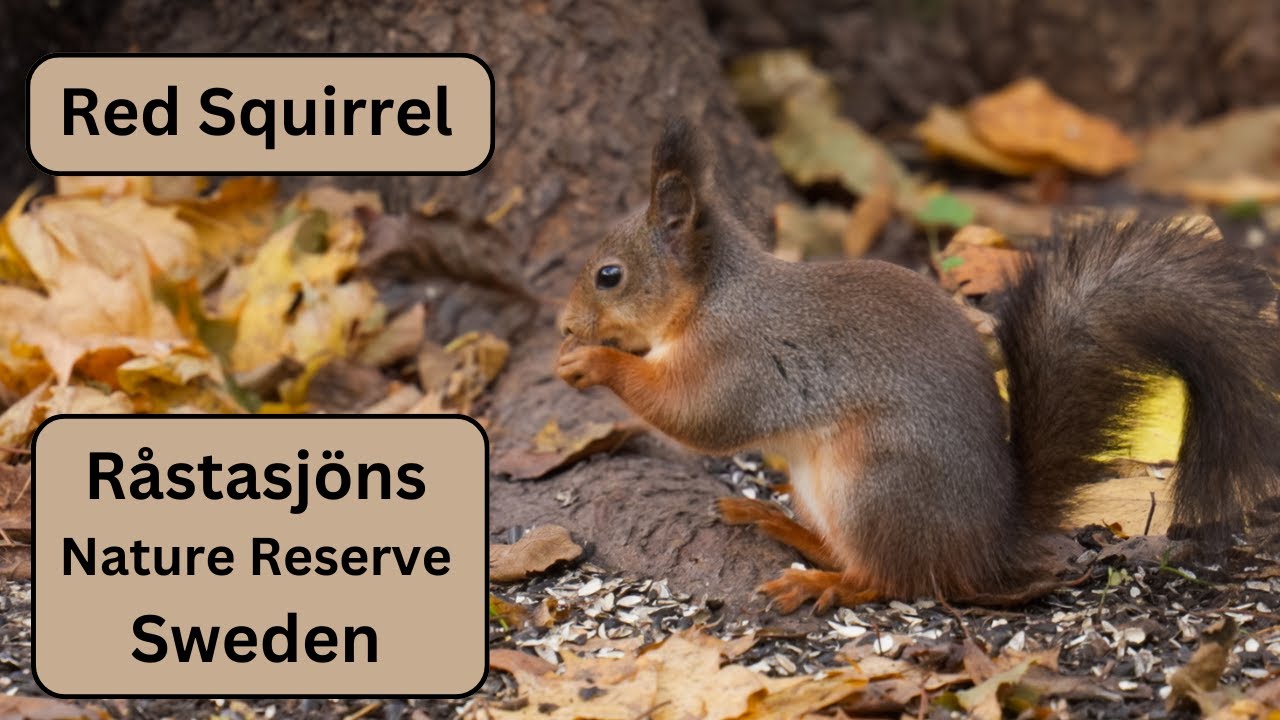Red Squirrels - Nature Reserve in Stockholm, Sweden - YouTube