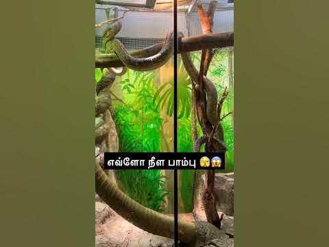 🐍Australia’s largest snake 🐍 #shorts #python #snake #tamilsong # ...