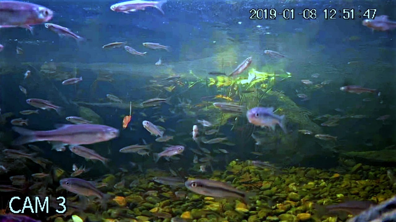 STOCKING 1,000 GOLDEN SHINERS in Backyard Bass Pond!! - YouTube