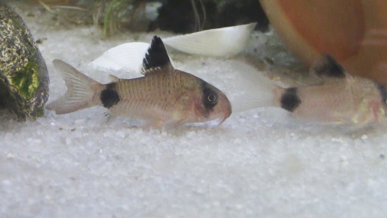 Panda Cory Catfish