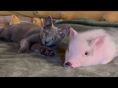 Cat and dog raise a pig